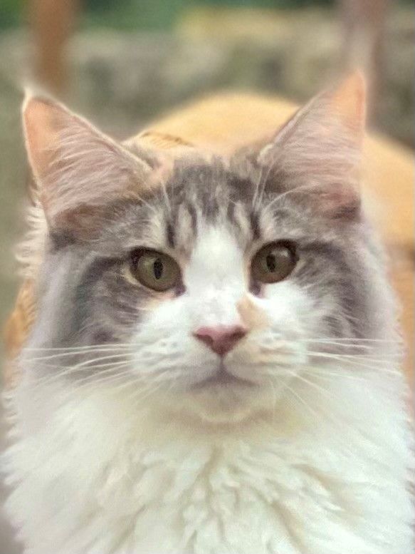 Red Rose Maine Coons, Lancashire UK. We are GCCF registered pedigree ...