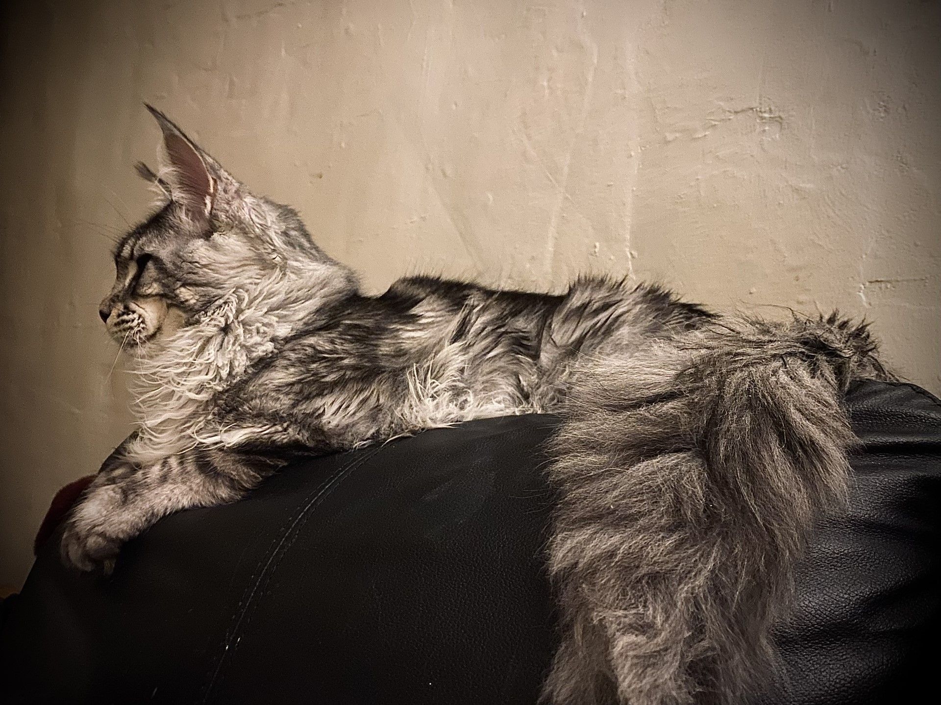 Red Rose Maine Coons, Lancashire UK. We are GCCF registered pedigree ...