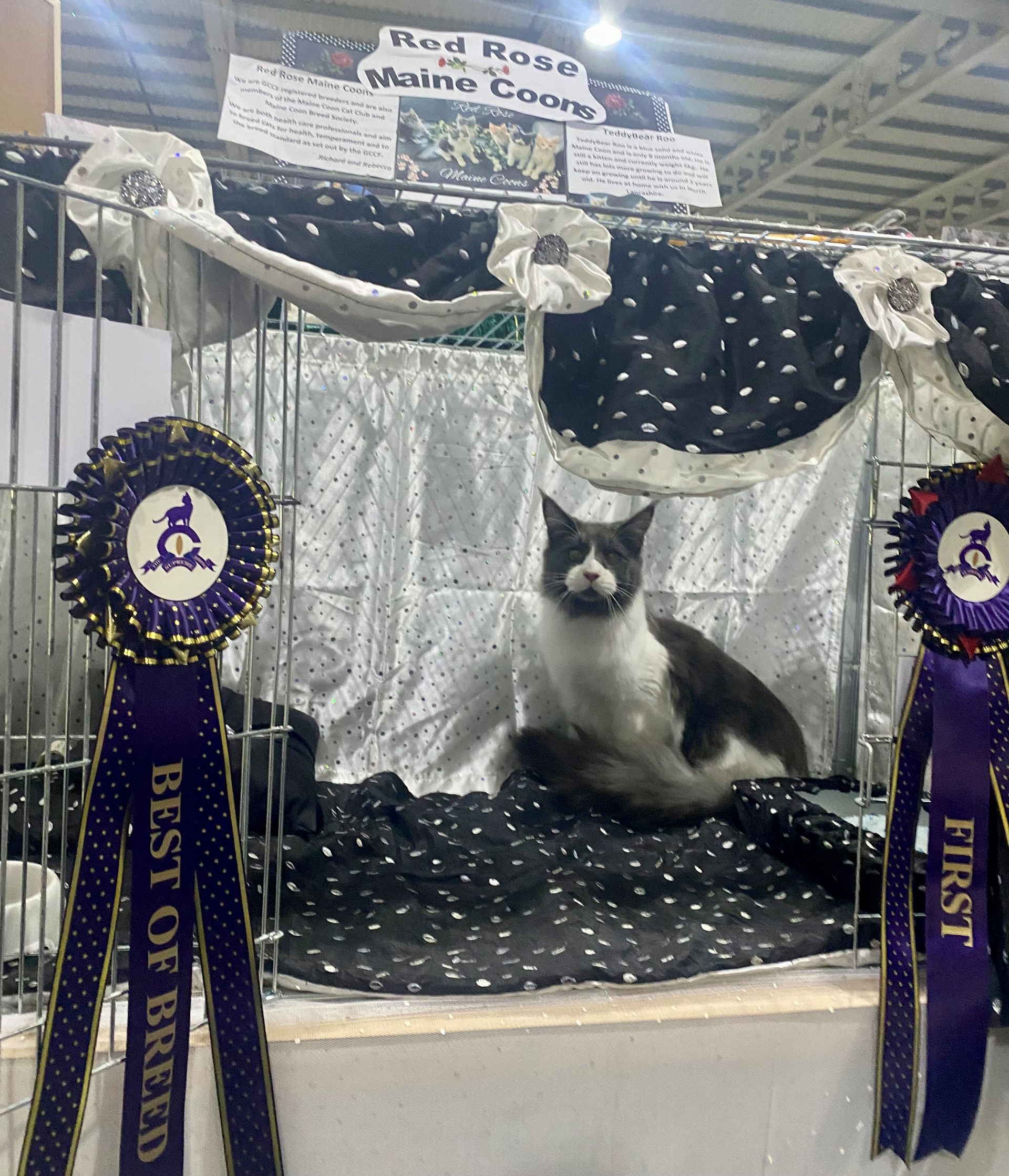 Red Rose Maine Coons, Lancashire UK. We are GCCF registered pedigree ...