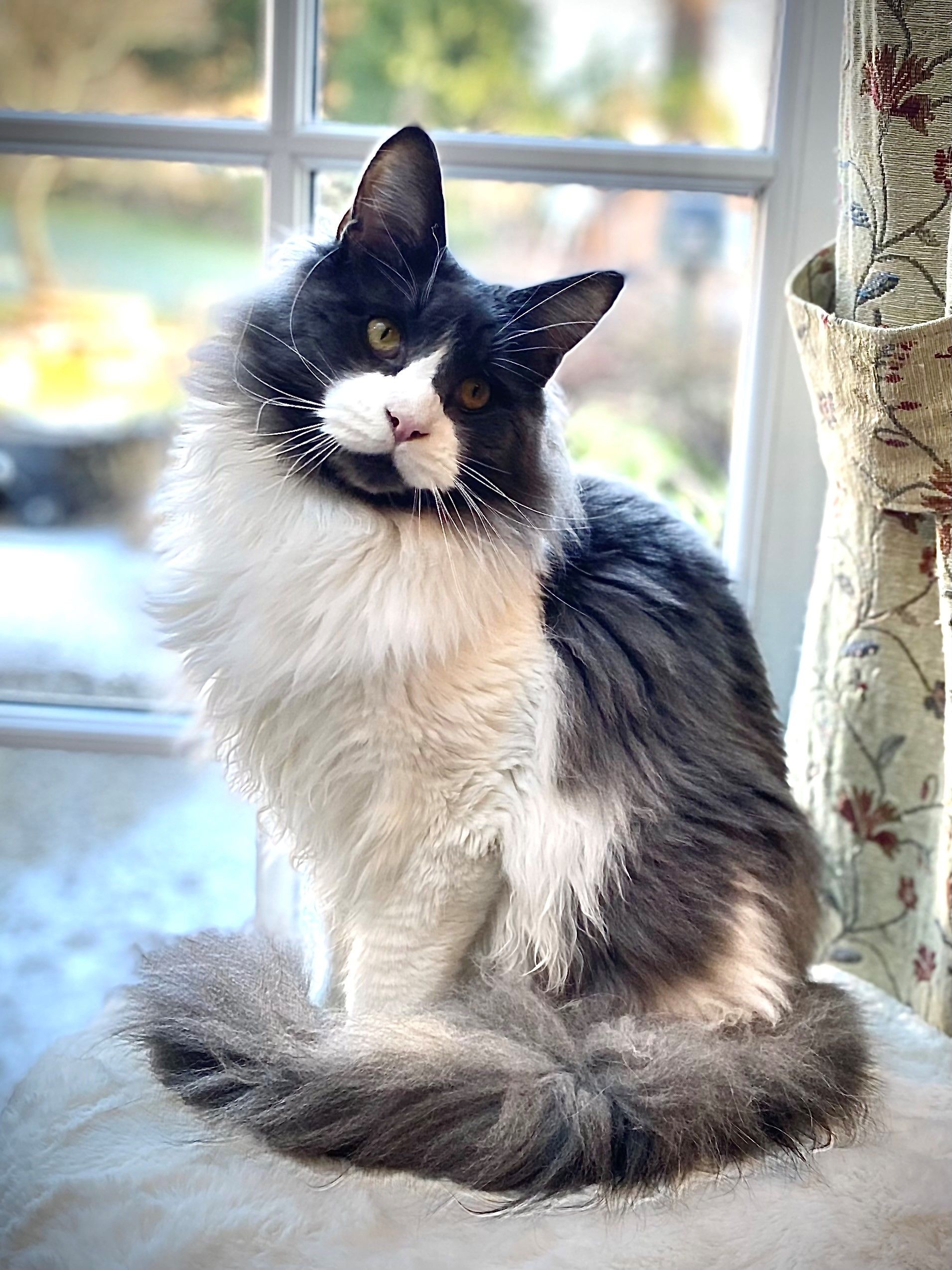 Red Rose Maine Coons, Lancashire UK. We are GCCF registered pedigree ...