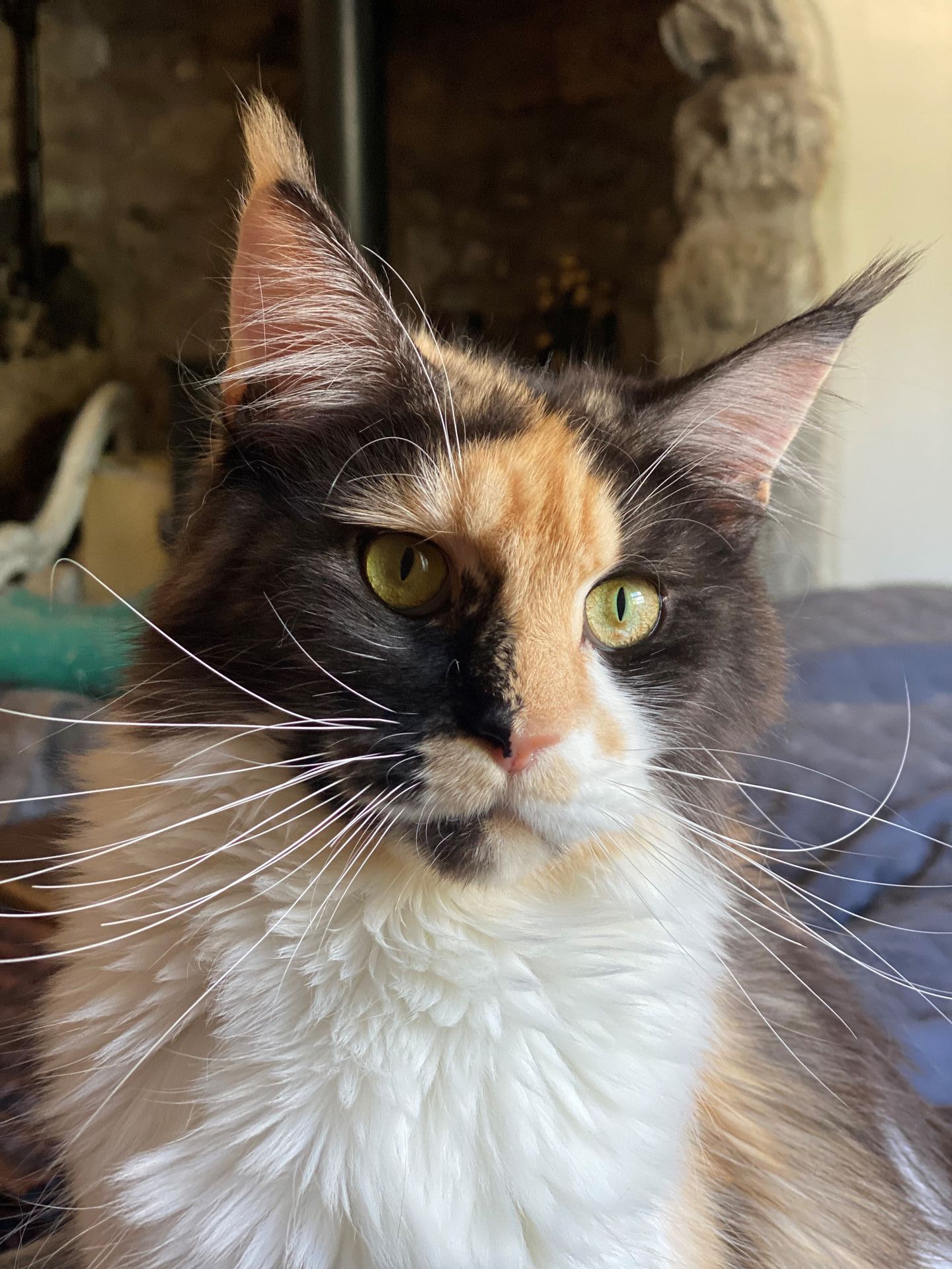 Red Rose Maine Coons, Lancashire UK. We are GCCF registered pedigree ...