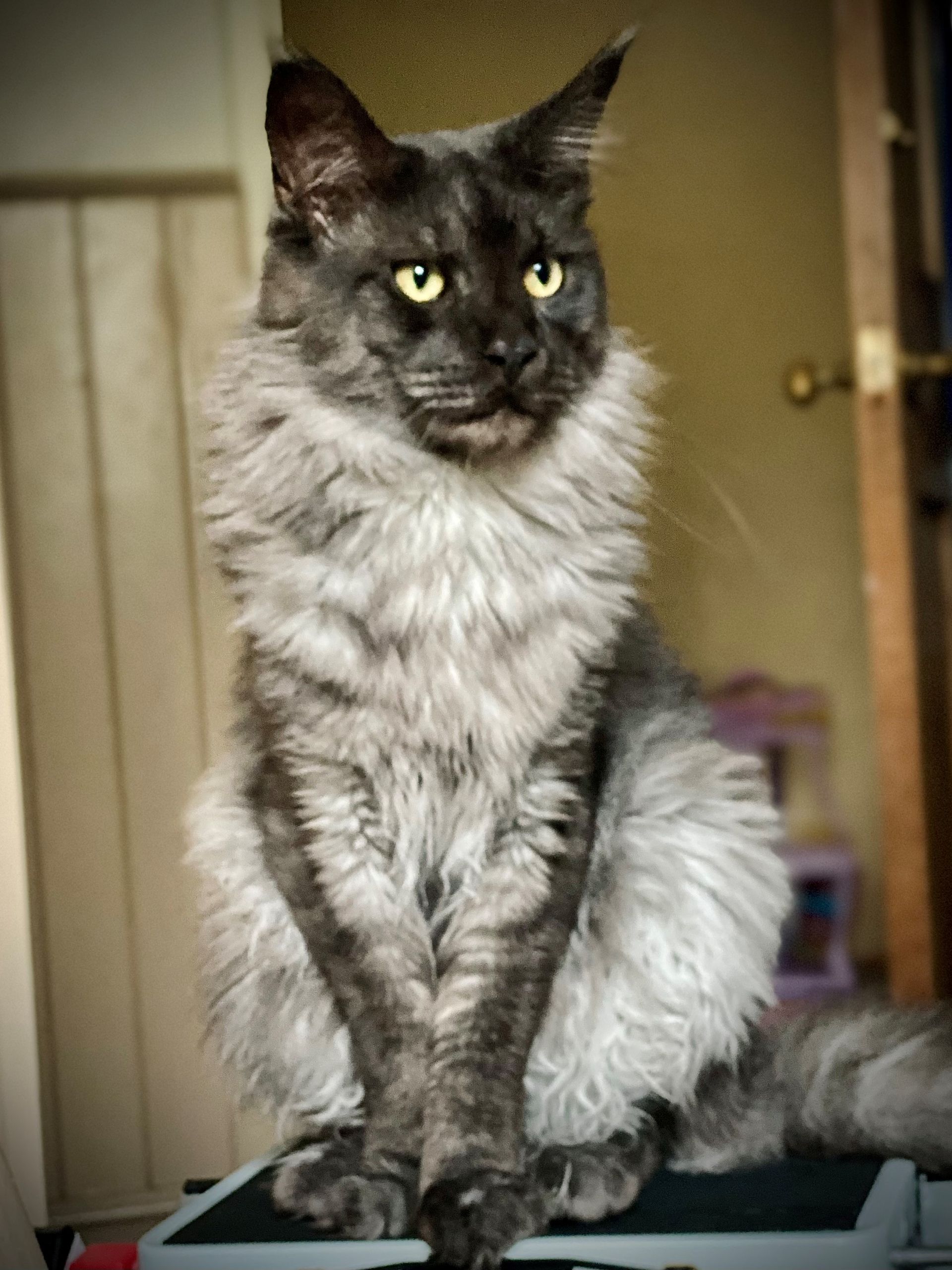 Red Rose Maine Coons, Lancashire UK. We are GCCF registered pedigree ...