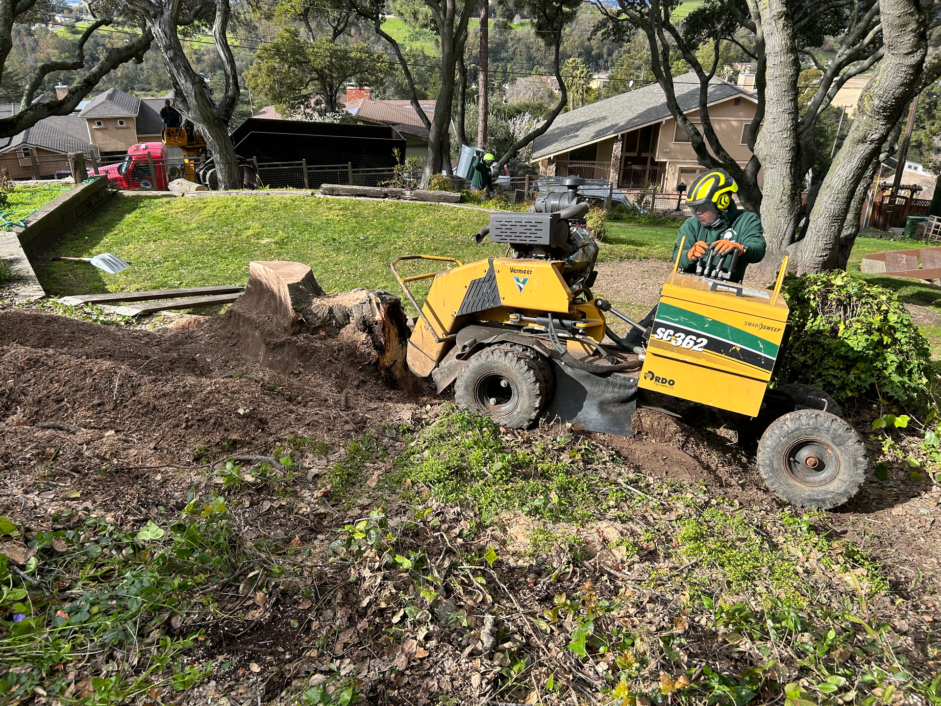 Revival Tree Service — Tree Care in SF Bay Area | Contra Costa, Alameda ...