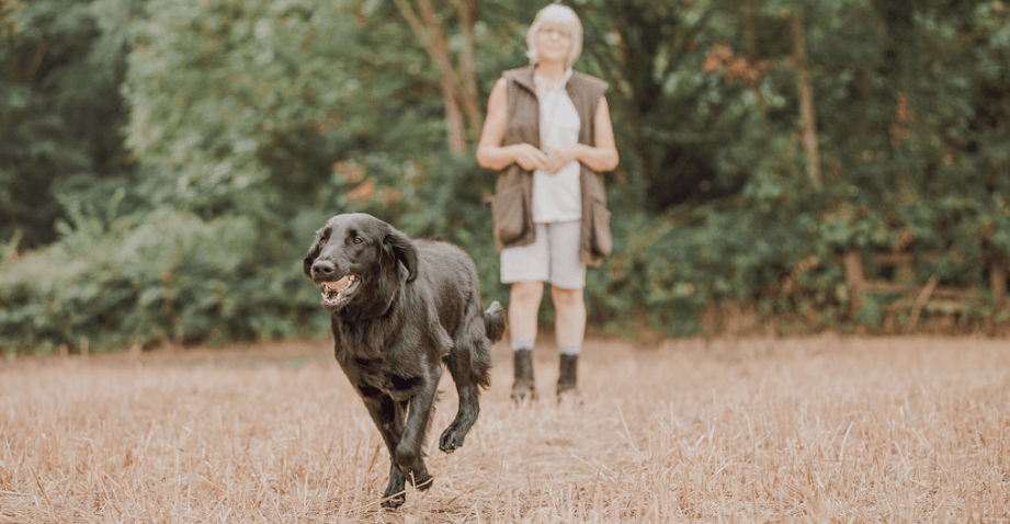 Welcome to Lynette Irwin - Award Winning Dog Groomer based in Midhurst