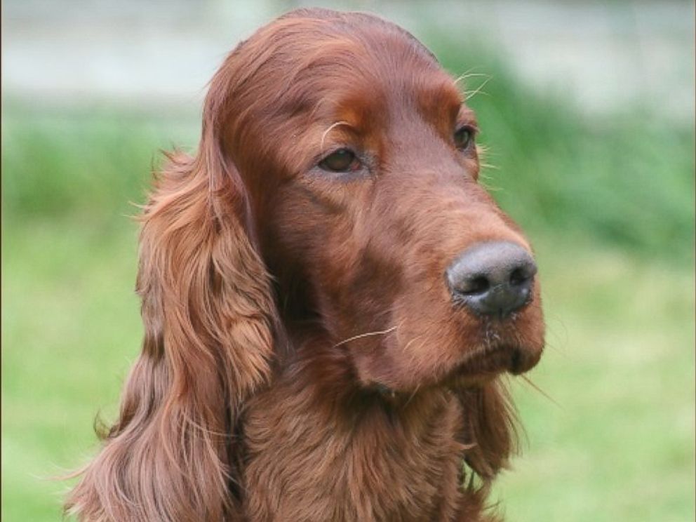 Welcome to Lynette Irwin - Award Winning Dog Groomer based in Midhurst