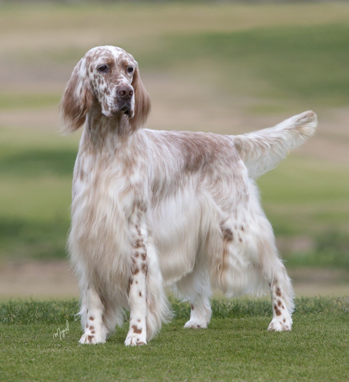 Welcome to Lynette Irwin - Award Winning Dog Groomer based in Midhurst
