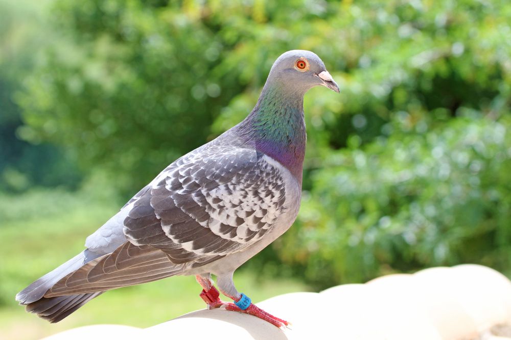 Rodent Control Canberra | TCB Pest Control Canberra