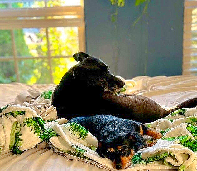 Home | The Bark & The Purr