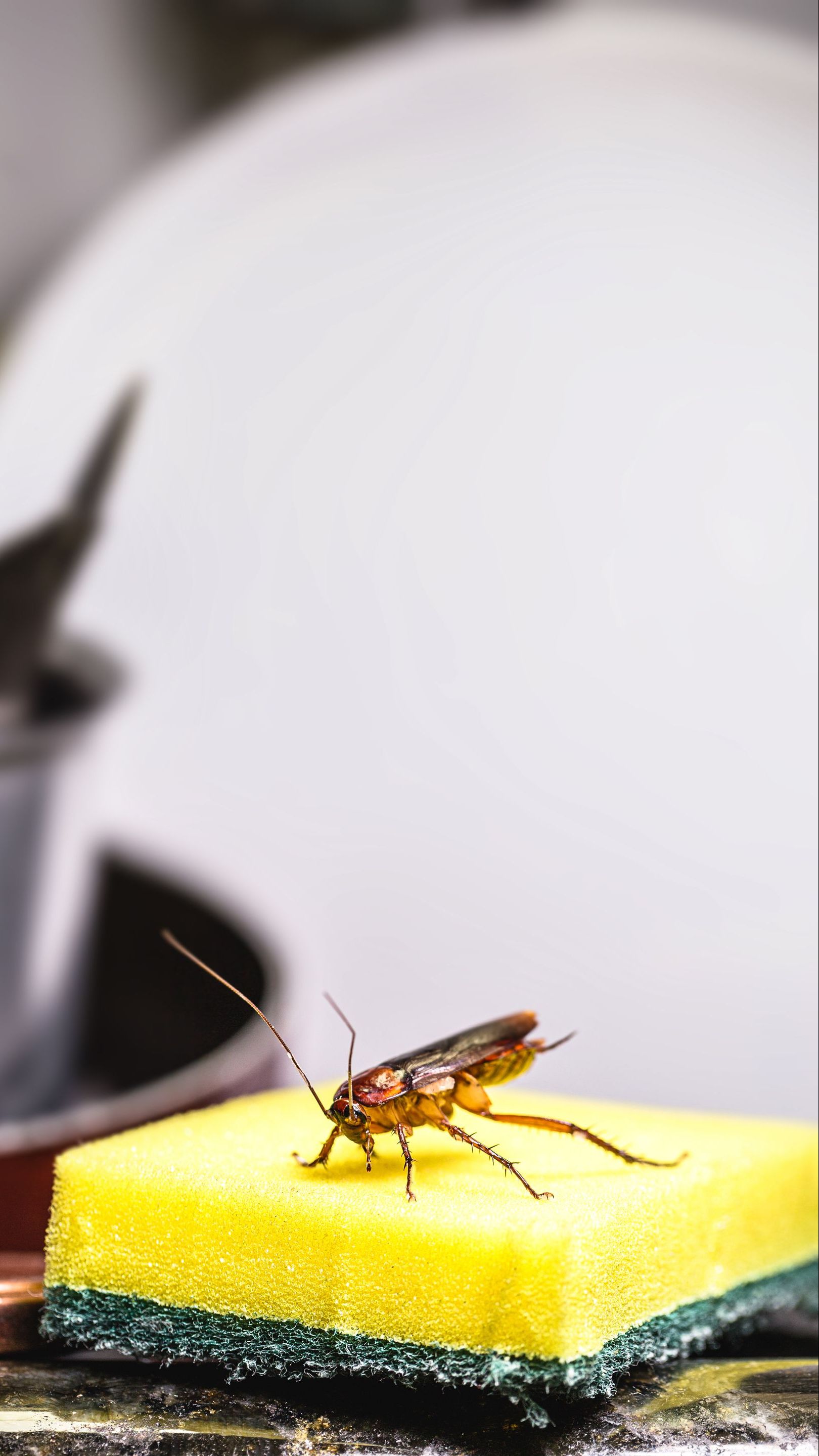 Pest Control in Athens, GA | Athens Exterminating