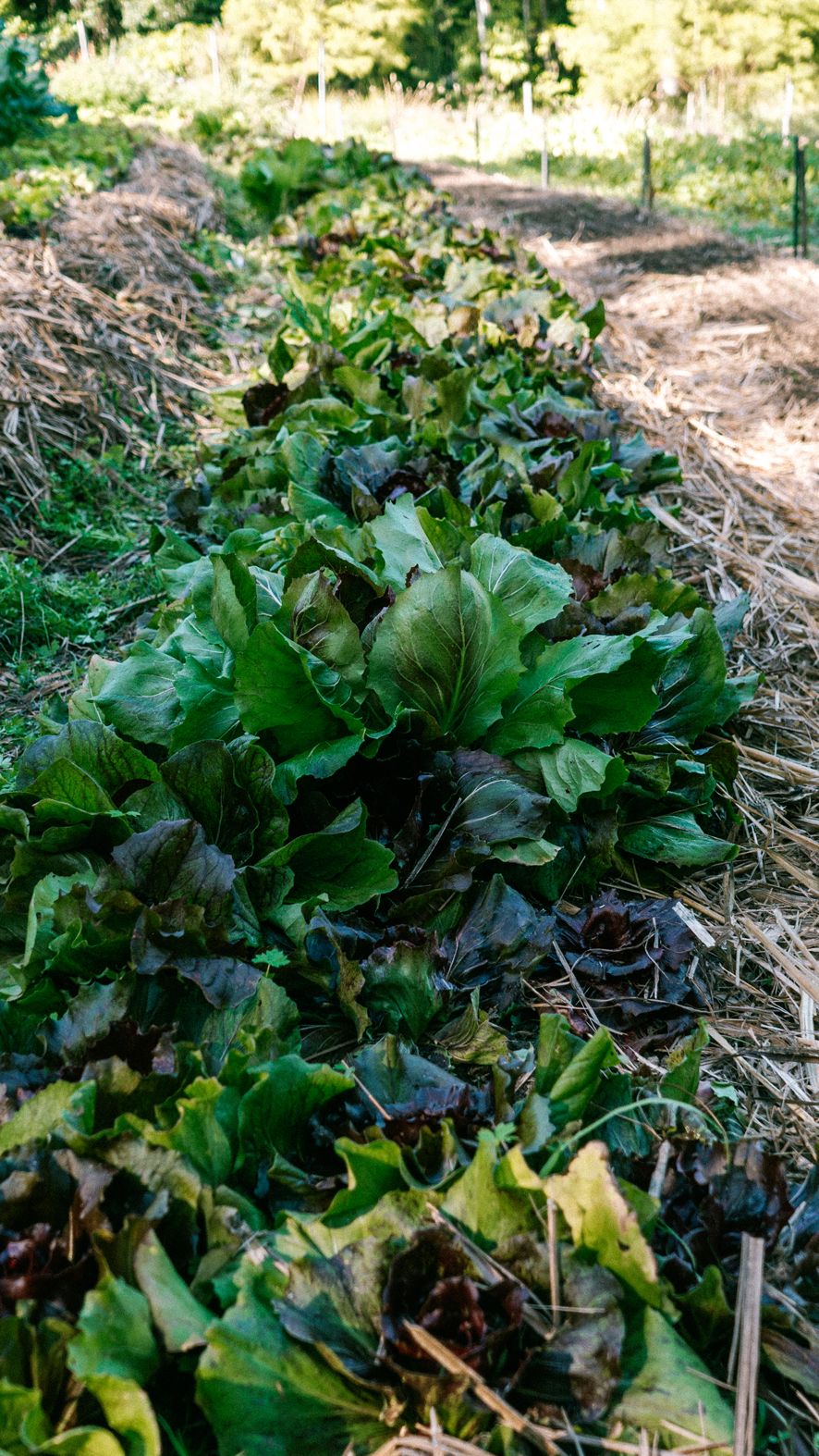 Farmer Profile - Georgia Brown from GRUB FARM