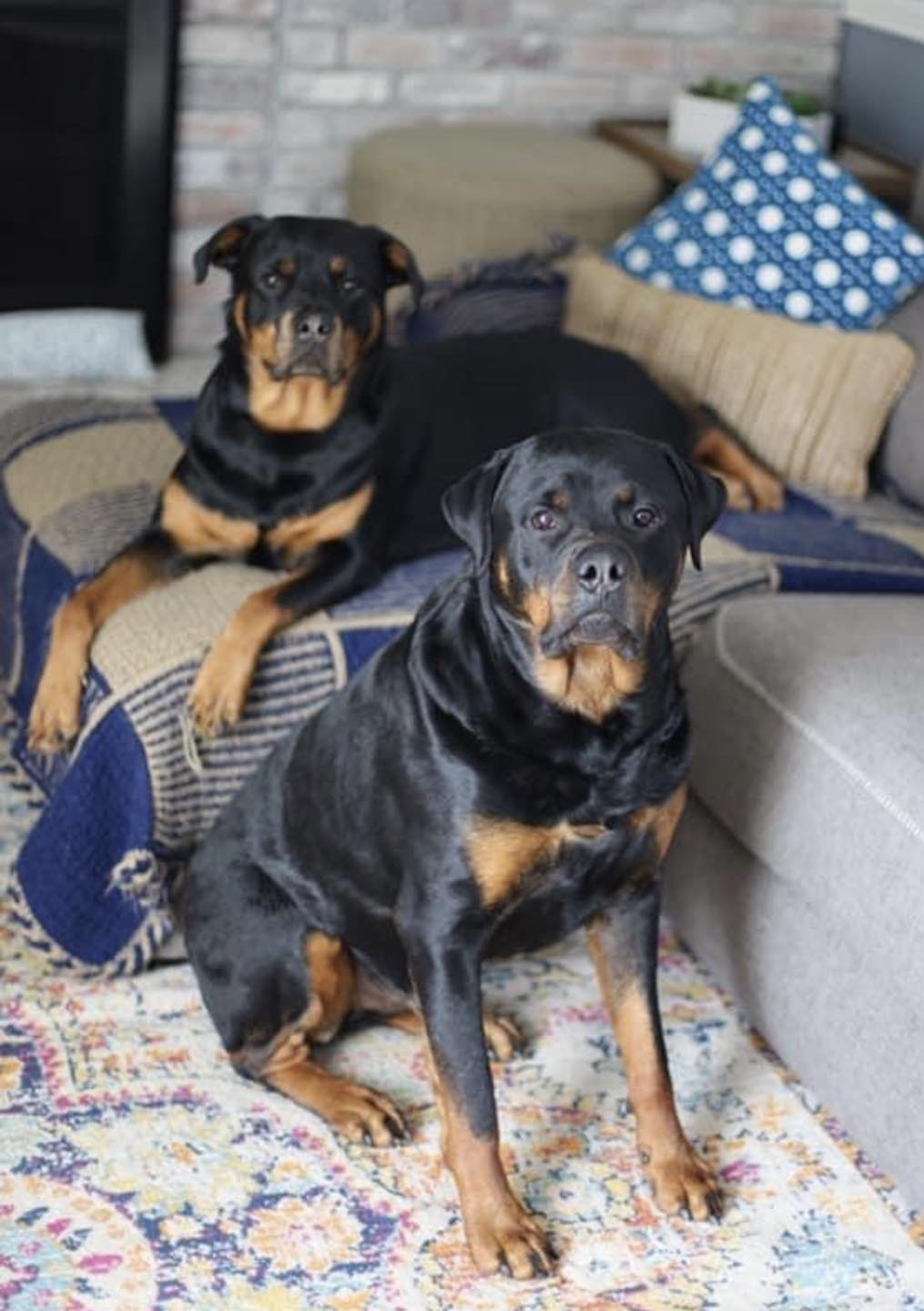 HOME | CLE Carpet Cleaning | Upholstery Cleaning | Ohio