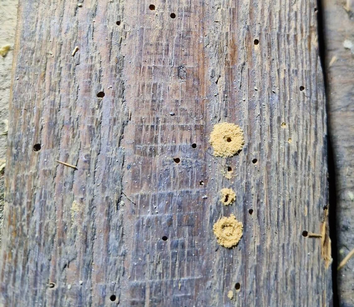 Woodworm Treatment Specialist - Woodworm Infestation