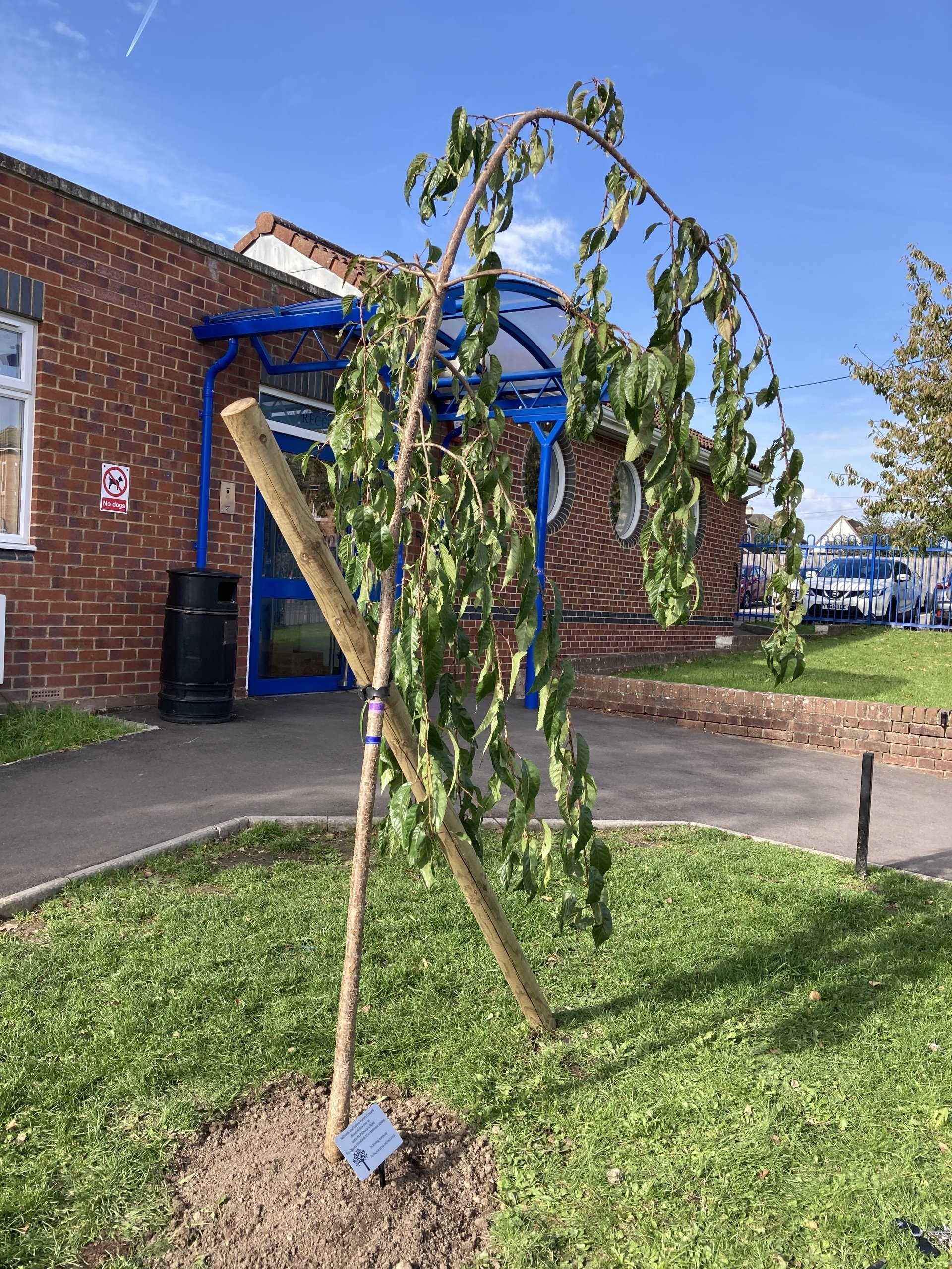 Donated trees to Salfords Primary School