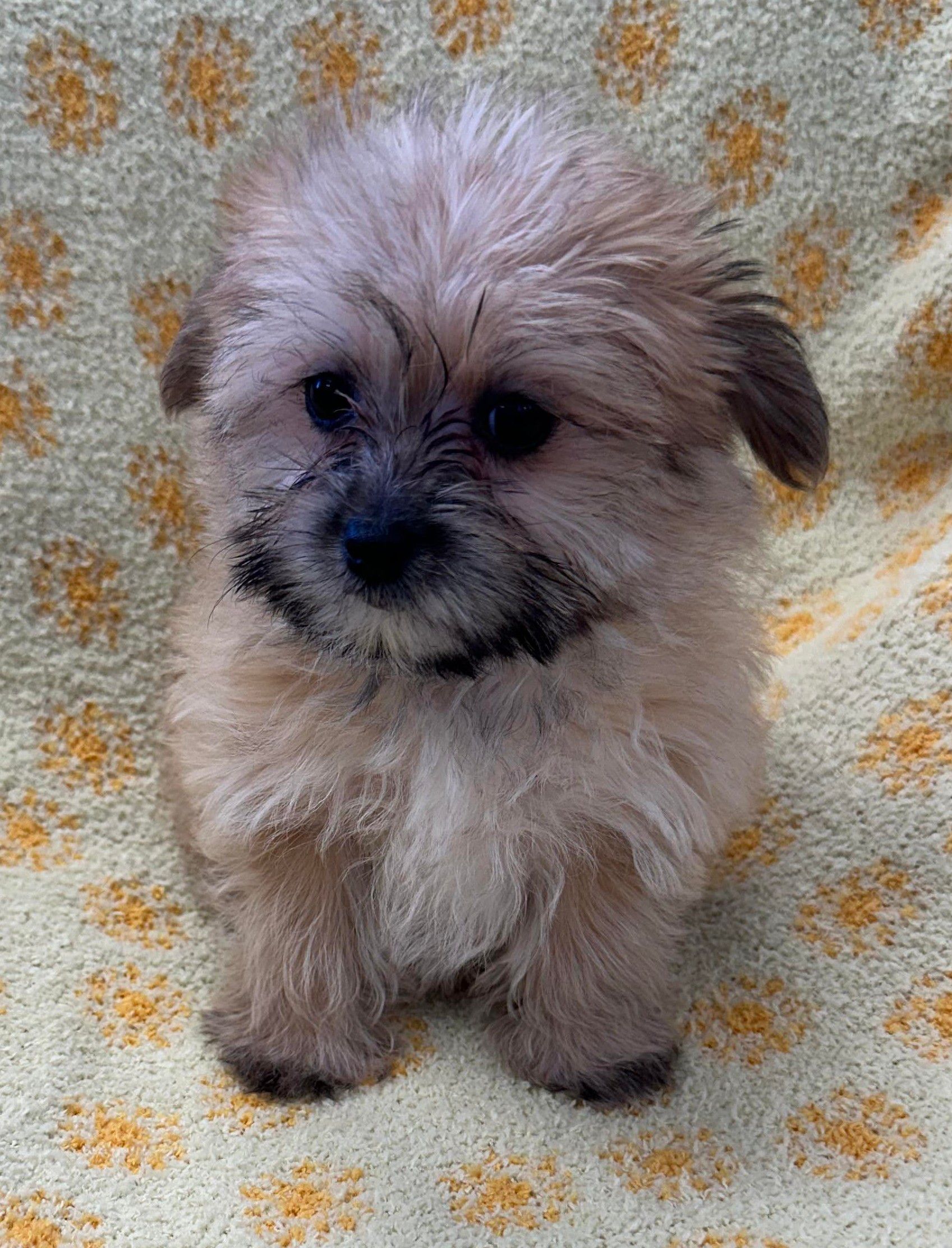 Reputable Toy & Small Dog Breeder in Wisconsin | Tiny Tykes Puppies LLC