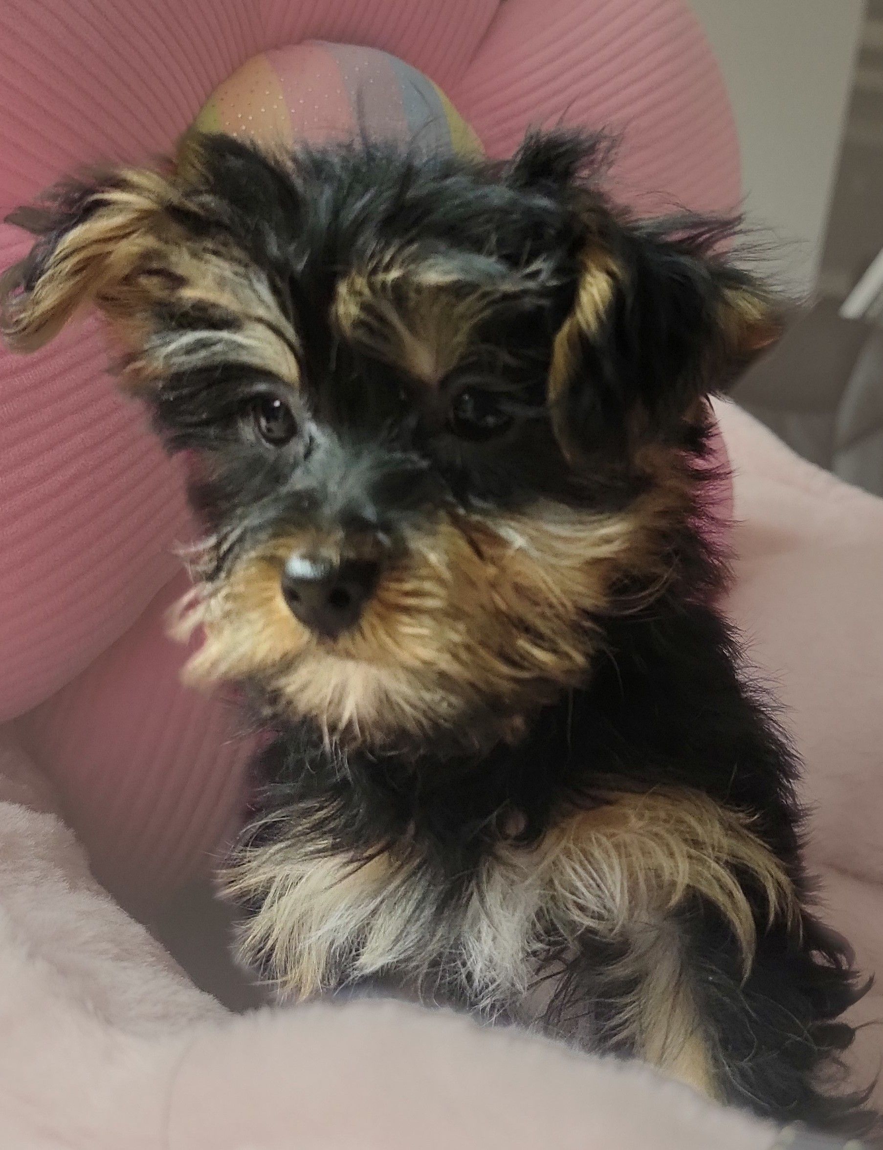 Reputable Toy & Small Dog Breeder in Wisconsin | Tiny Tykes Puppies LLC