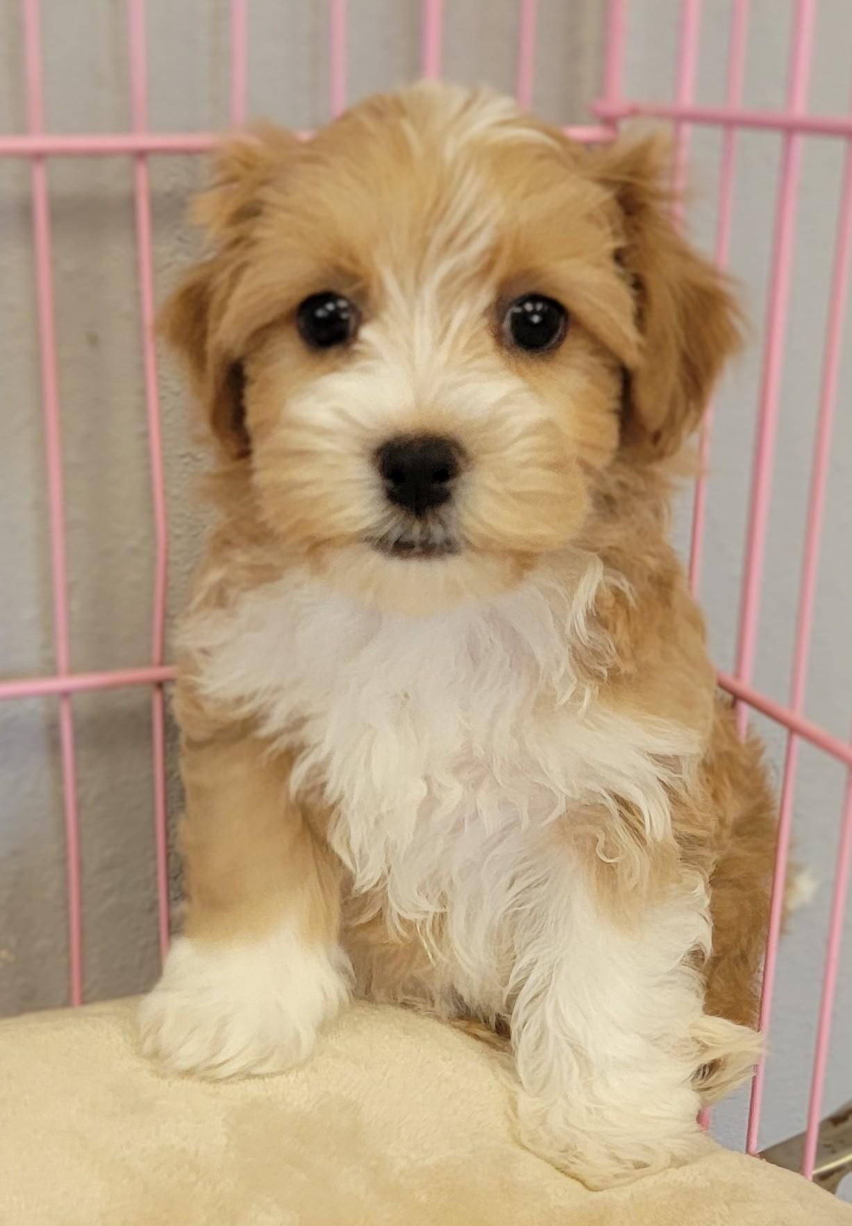 Reputable Toy & Small Dog Breeder in Wisconsin | Tiny Tykes Puppies LLC