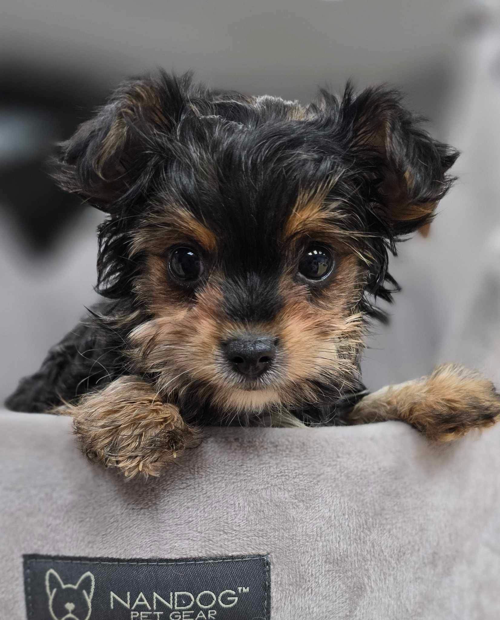 Reputable Toy & Small Dog Breeder in Wisconsin | Tiny Tykes Puppies LLC