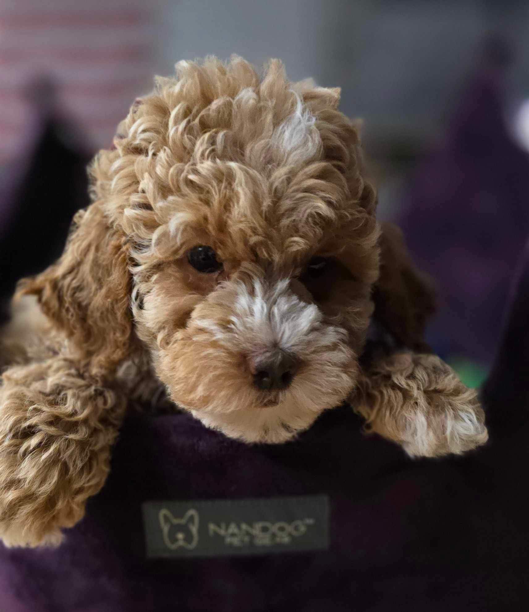 Reputable Toy & Small Dog Breeder in Wisconsin | Tiny Tykes Puppies LLC