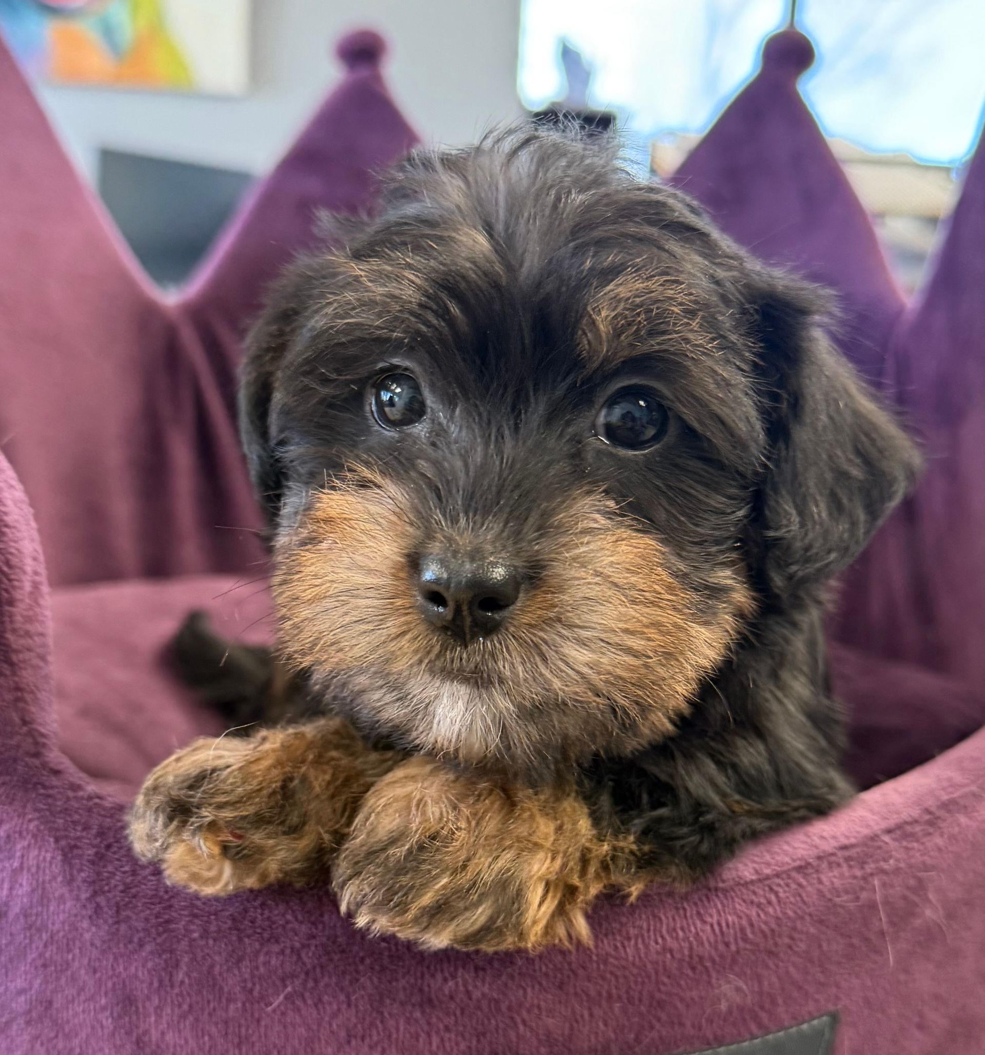 Reputable Toy & Small Dog Breeder in Wisconsin | Tiny Tykes Puppies LLC