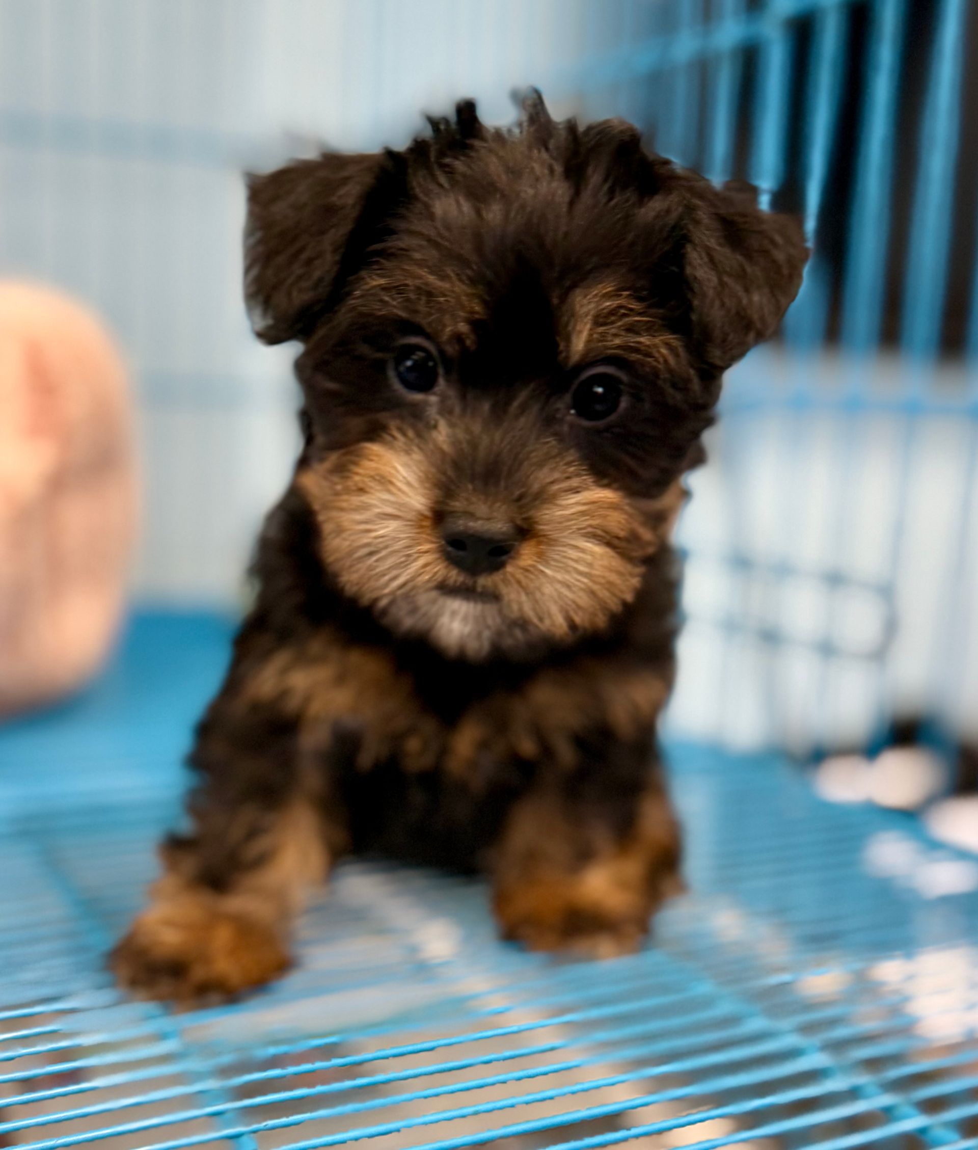 Reputable Toy & Small Dog Breeder in Wisconsin | Tiny Tykes Puppies LLC