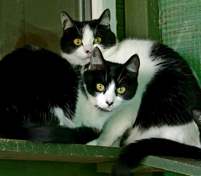 Norfolk & Suffolk Animal Trust - 01493 855389