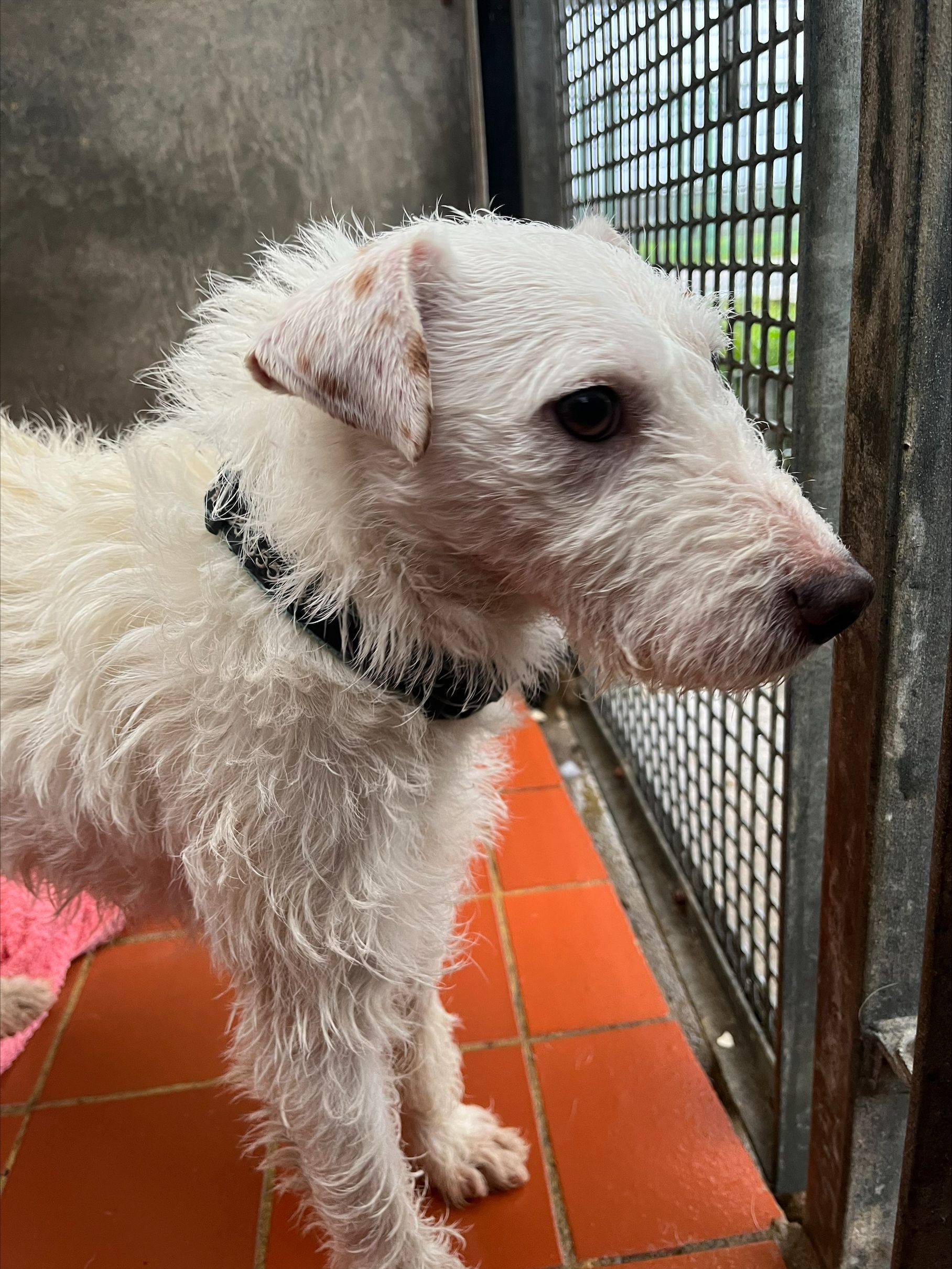 Rehomed Dogs | Norfolk & Suffolk Animal Trust | Great Yarmouth