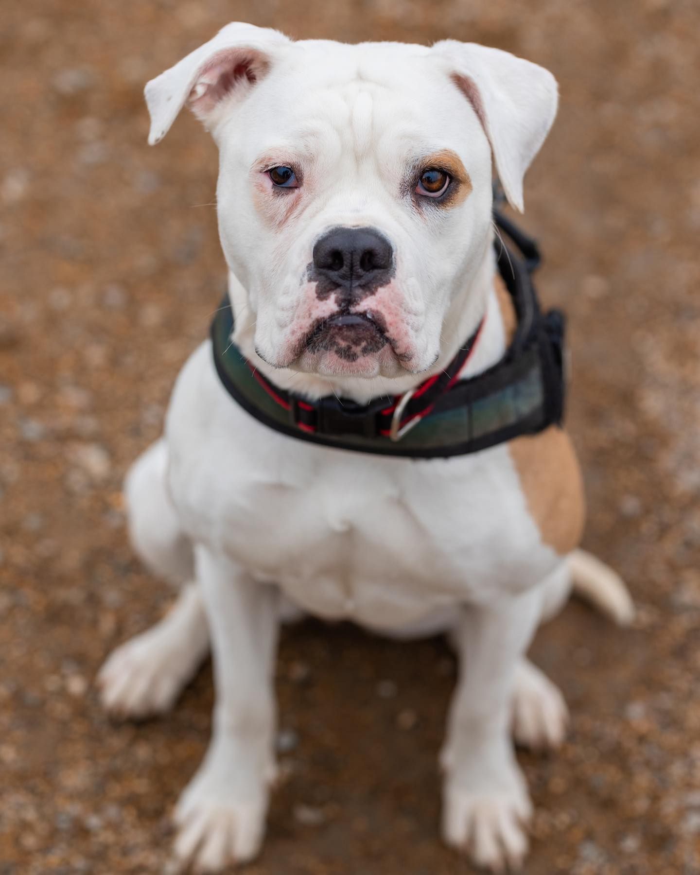 Rehomed Dogs | Norfolk & Suffolk Animal Trust | Great Yarmouth
