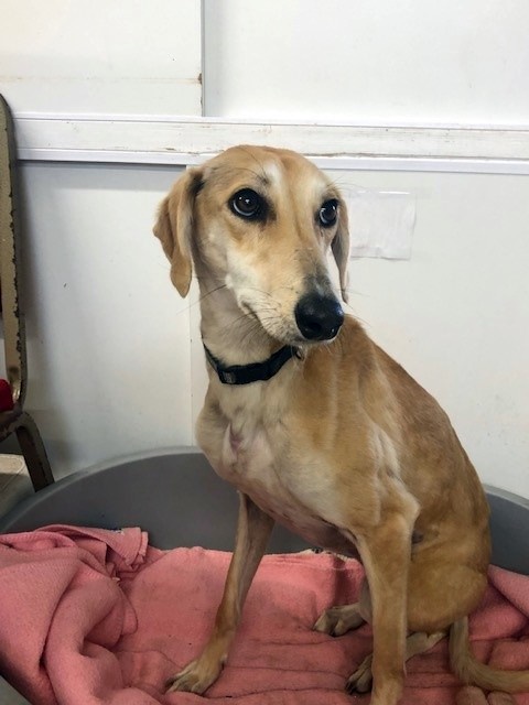 Rehomed Dogs | Norfolk & Suffolk Animal Trust | Great Yarmouth