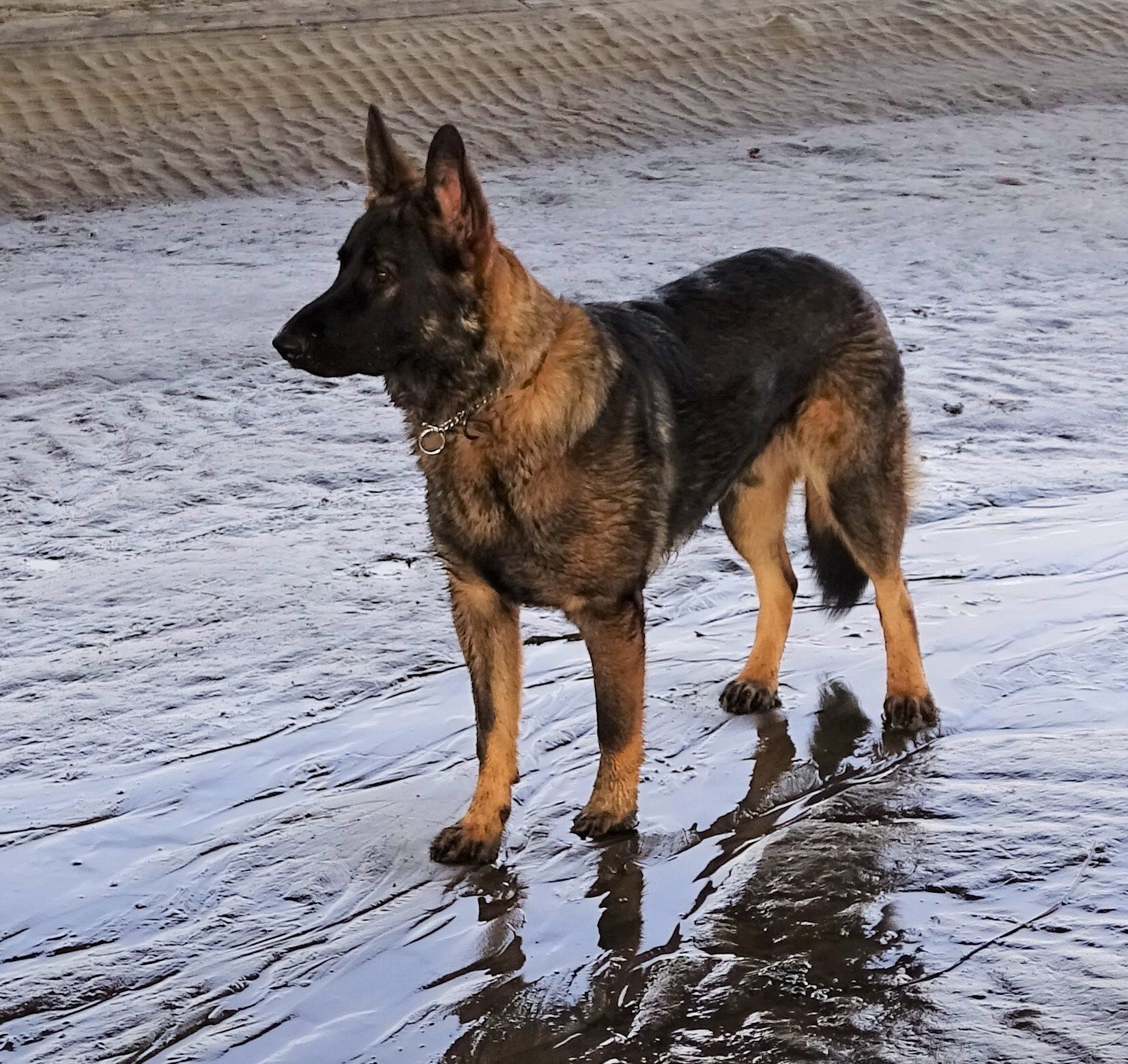 Dog Training | Portland OR | The Canine Classroom | Personal Training ...