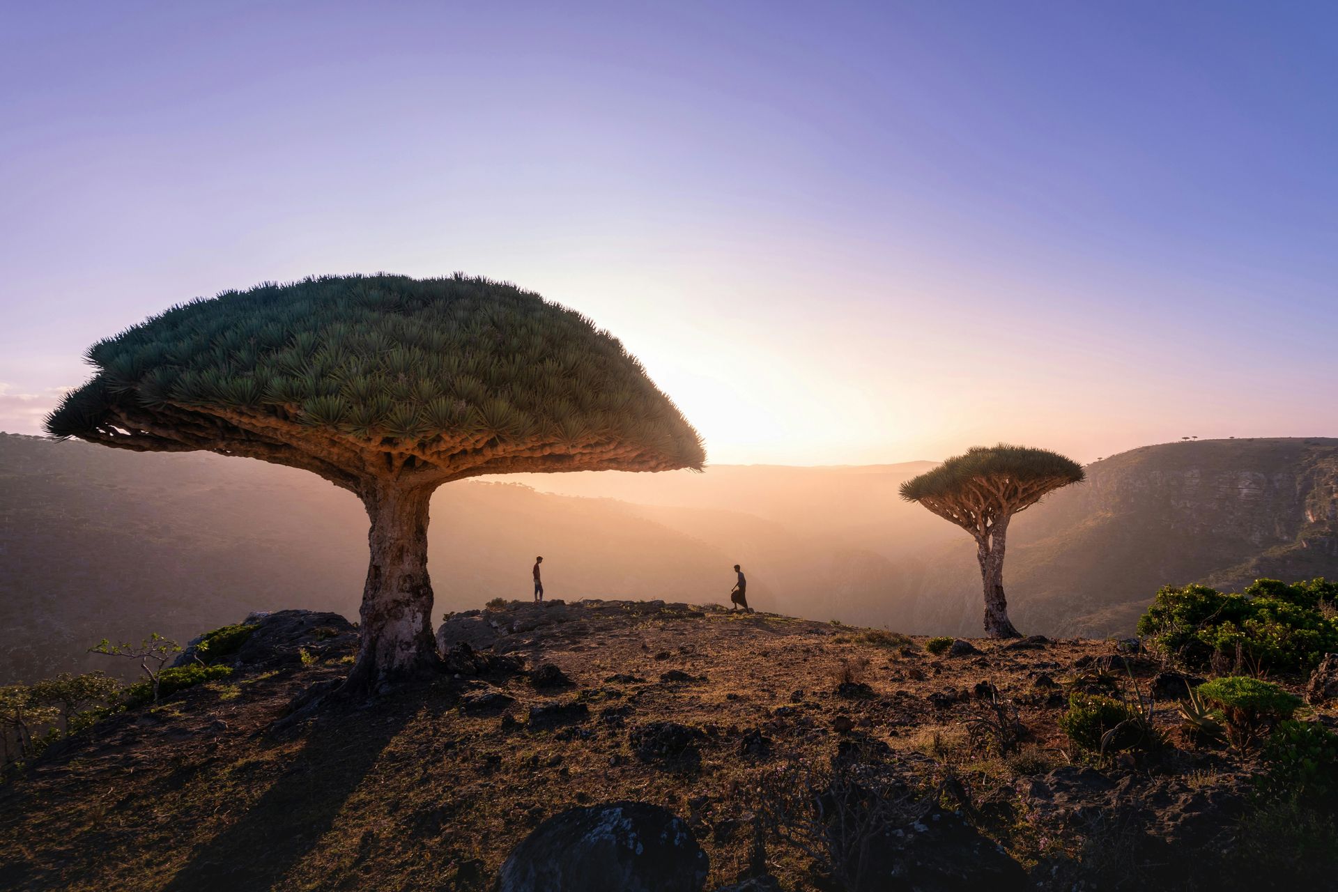 5 Facts You Should Know Before Traveling to Socotra Island for Tourism