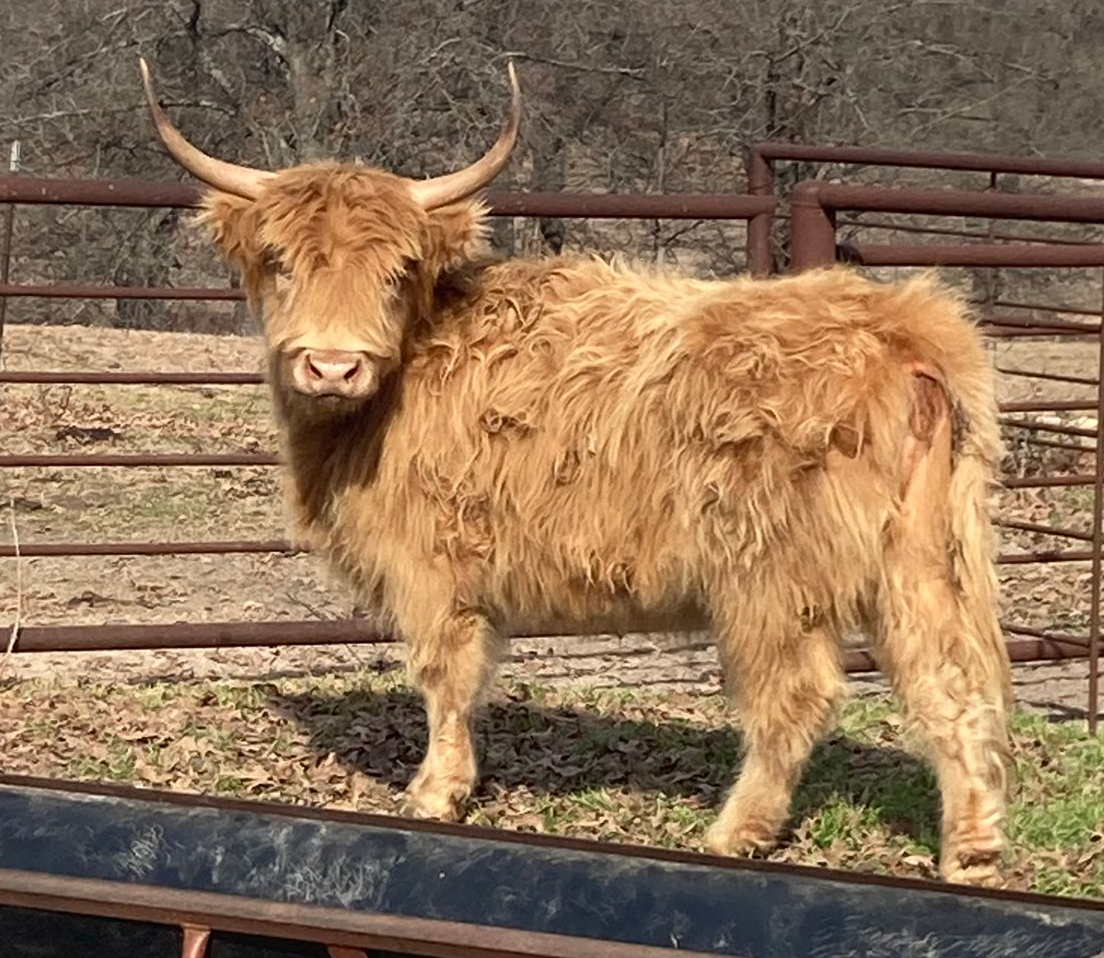 Alernative Animal Sale Consignment List Exotic Animal