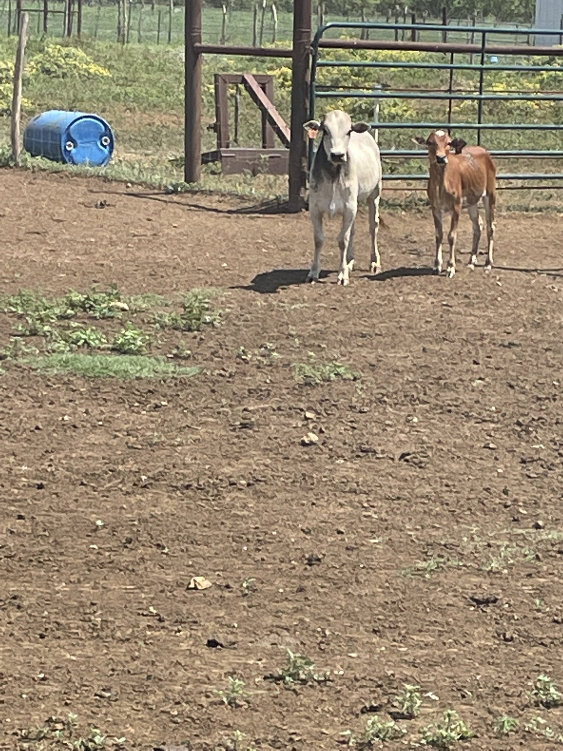 Exotic Animal Auction, Alternative Auctions, East Texas Livestock ...