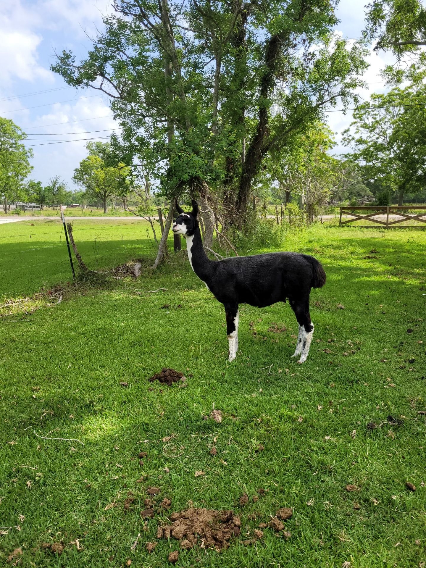 Exotic Animal Auction, Alternative Auctions, East Texas Livestock ...