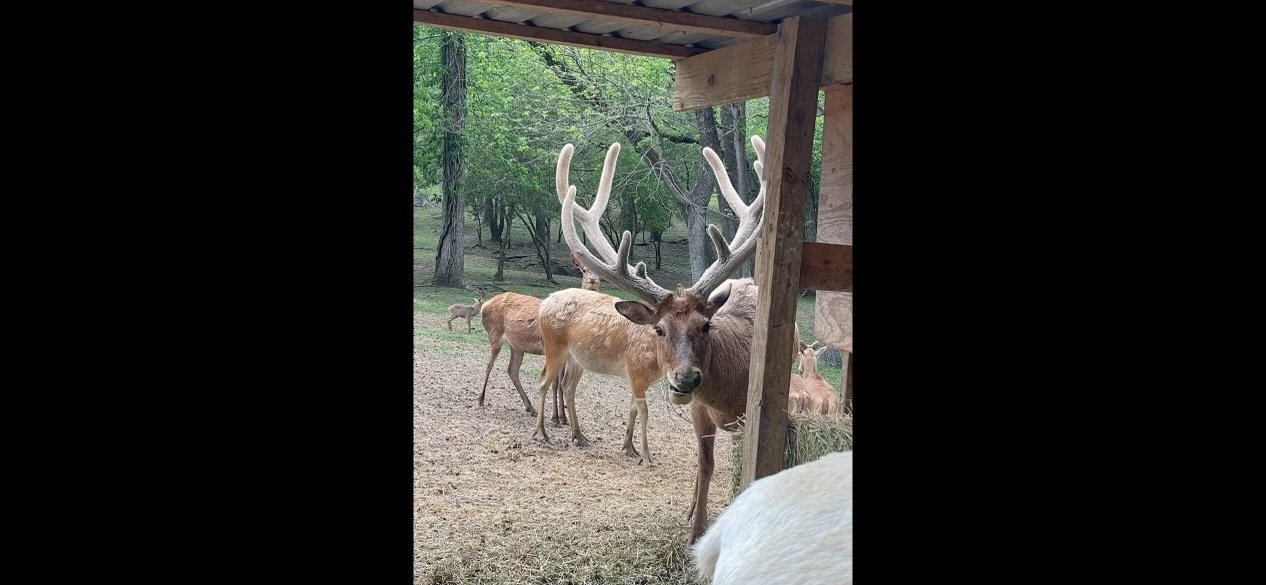 Exotic Animal Auction, Alternative Auctions, East Texas Livestock ...