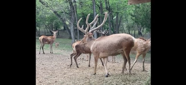 Exotic Animal Auction, Alternative Auctions, East Texas Livestock ...