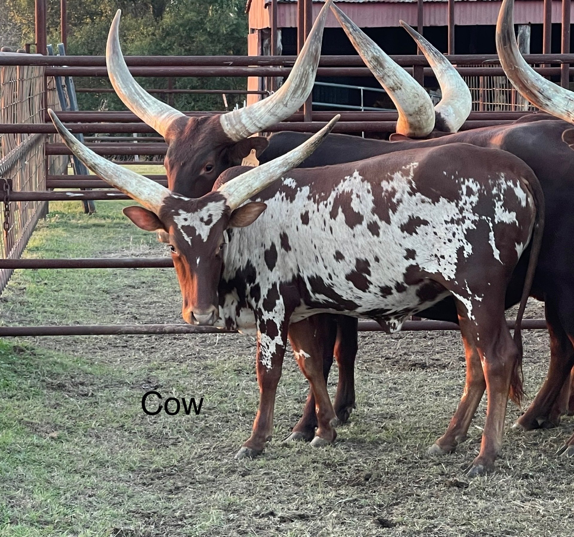 Exotic Animal Auction, Alternative Auctions, East Texas Livestock ...