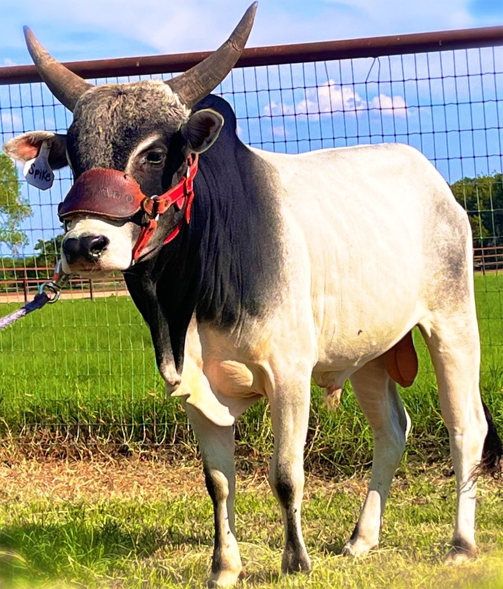 Exotic Animal Auction, Alternative Auctions, East Texas Livestock ...