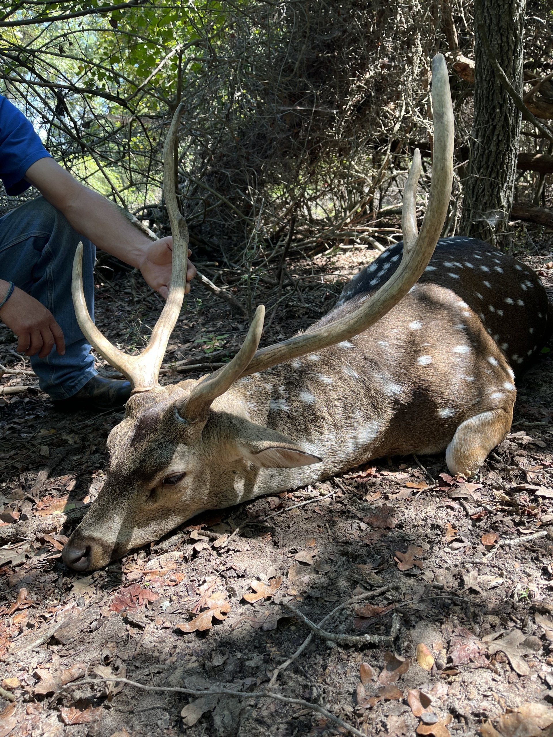 Exotic Animal Auction, Alternative Auctions, East Texas Livestock ...