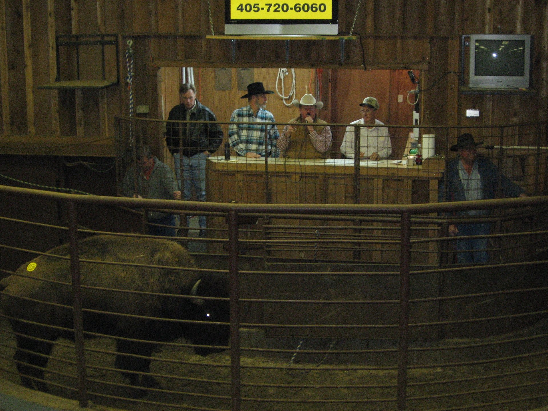 Exotic Animal Auction, Alternative Auctions, East Texas Livestock ...