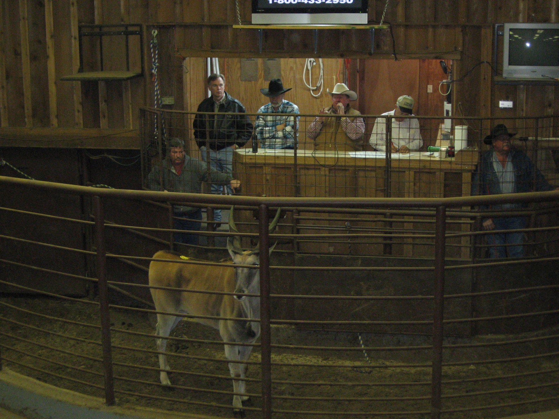 Exotic Animal Auction, Alternative Auctions, East Texas Livestock ...
