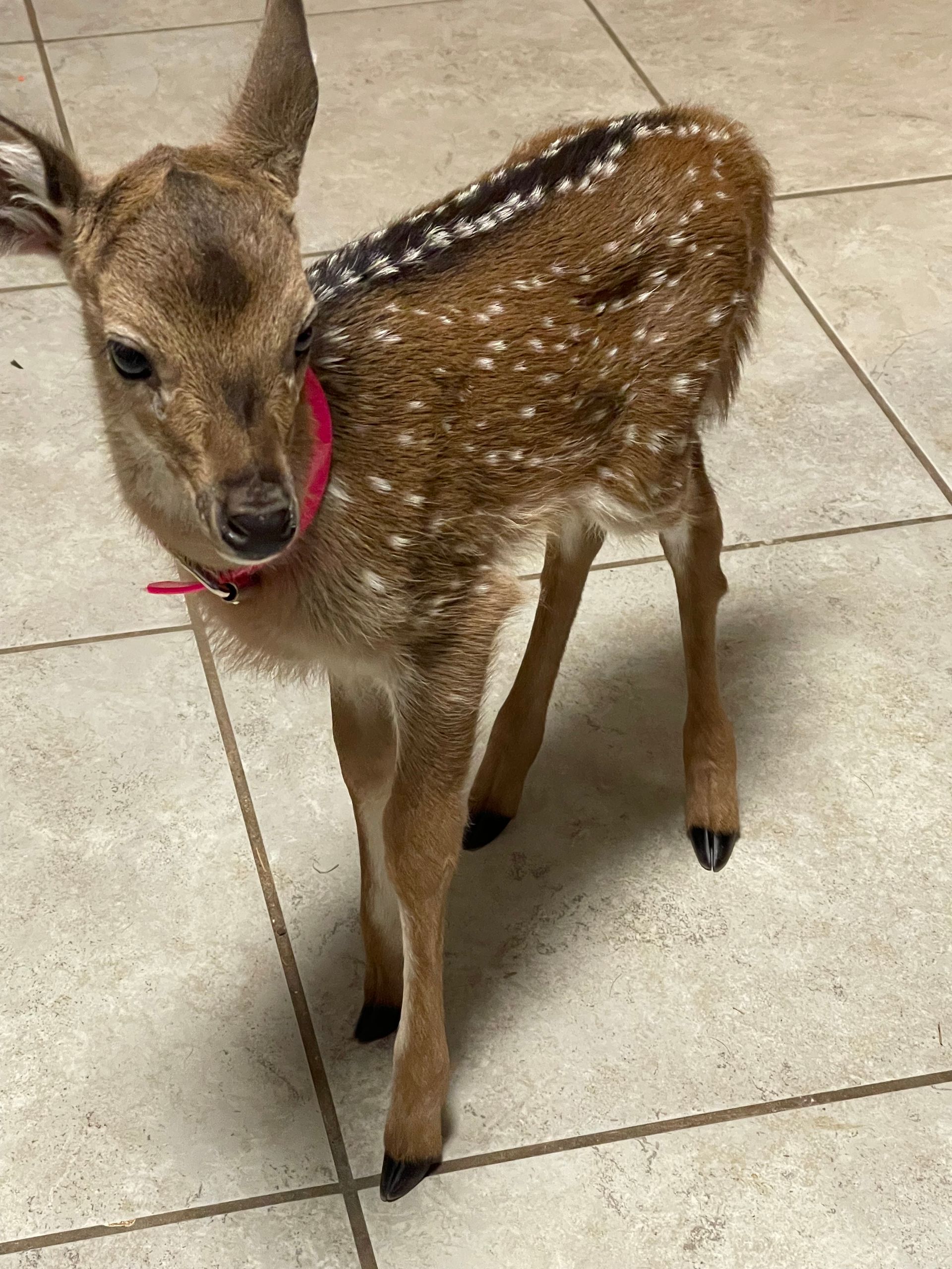 Alernative Animal Sale Consignment List Exotic Animal