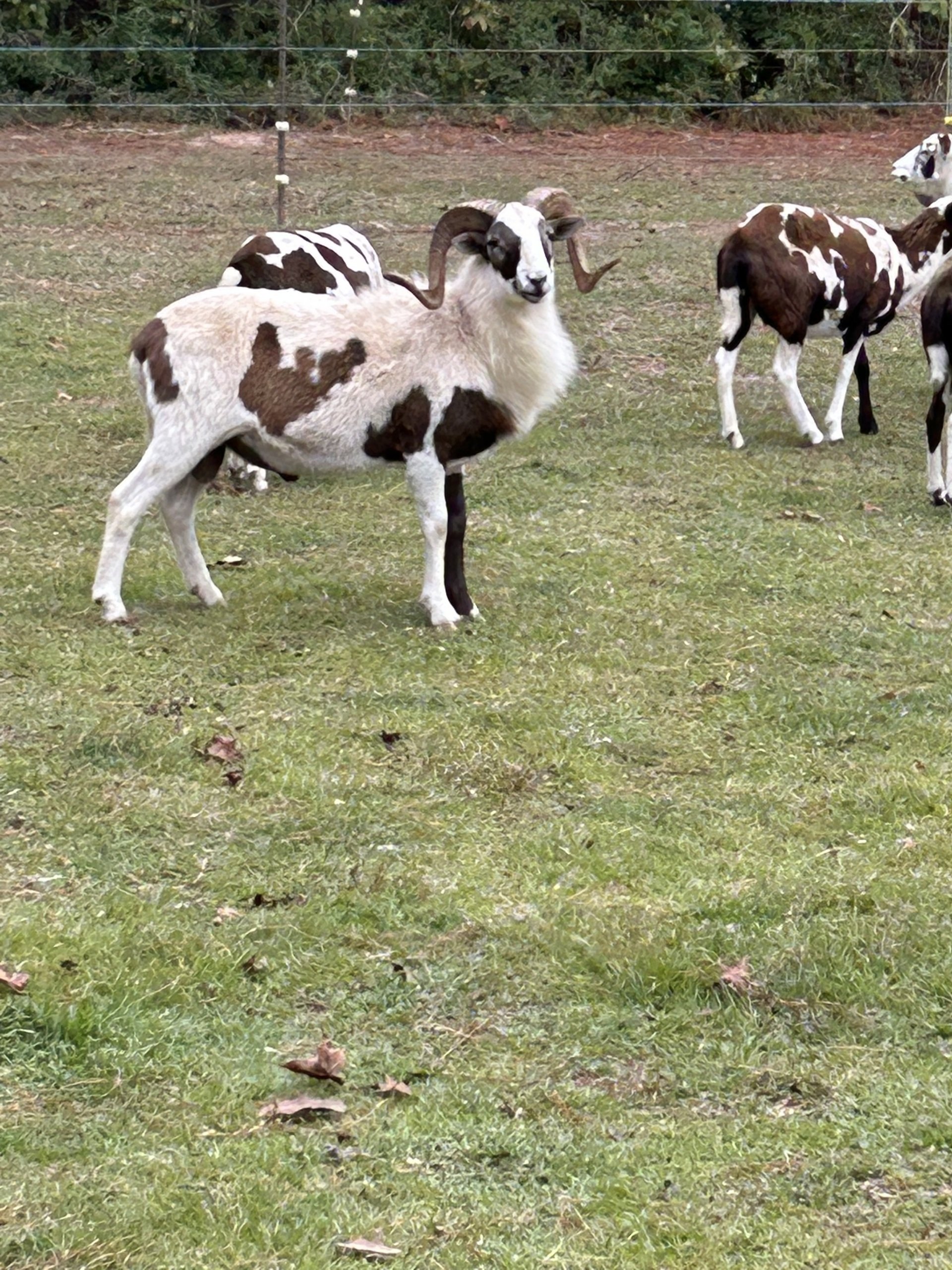 Exotic Animal Auction, Alternative Auctions, East Texas Livestock ...