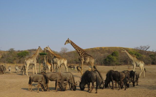 Wildlife Reserve Accommodation | Farmhouse | Matopos