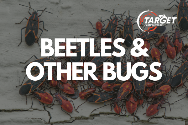 Your Local Exterminators | Target Pest Control