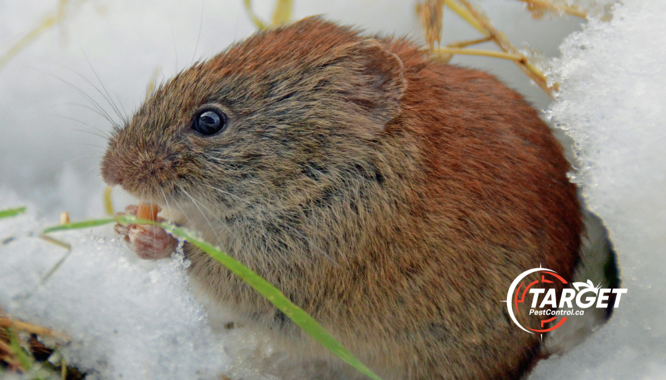 The Ultimate Guide To Voles