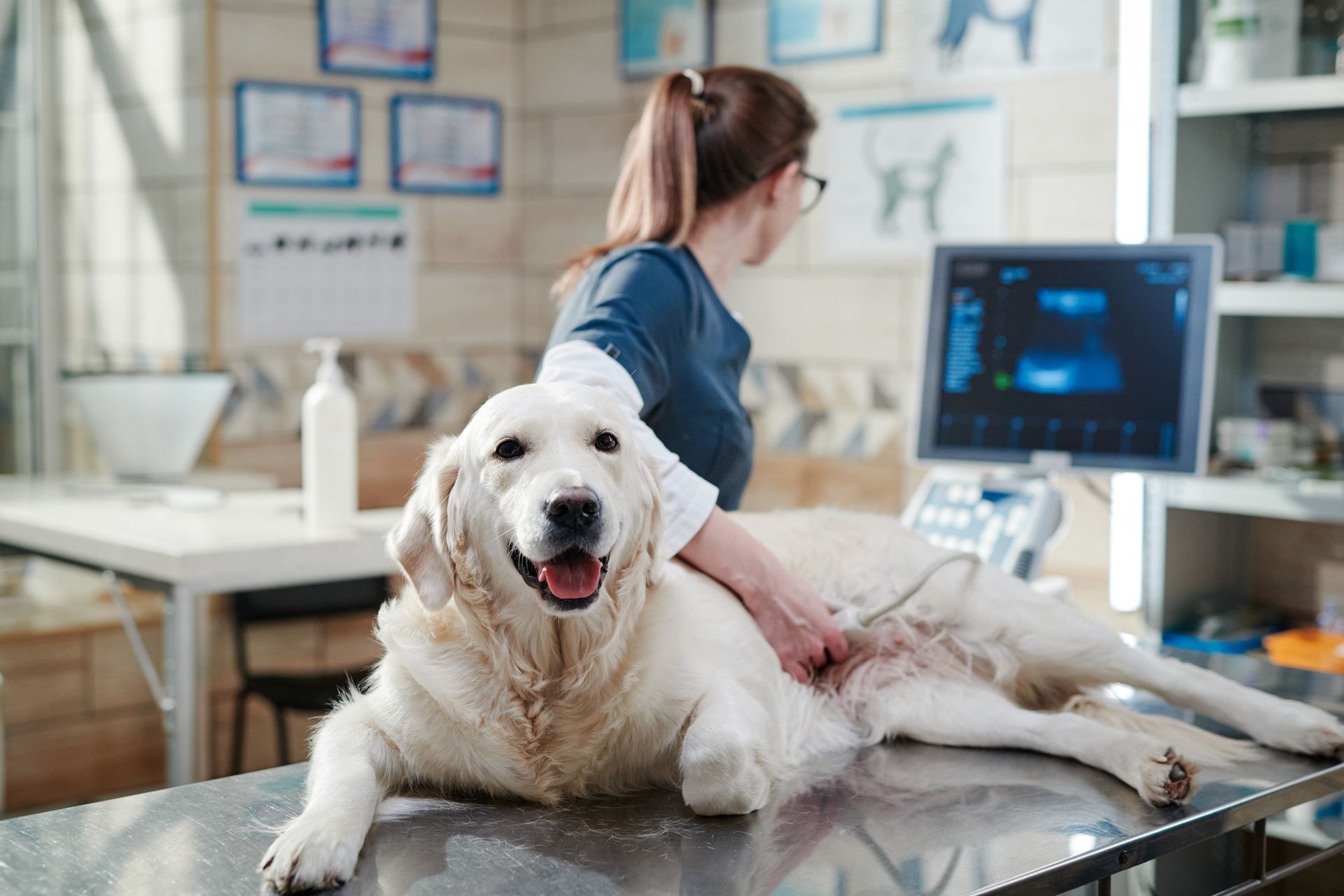 About Us | Calgary, AB | Auburn Bay Veterinary Clinic