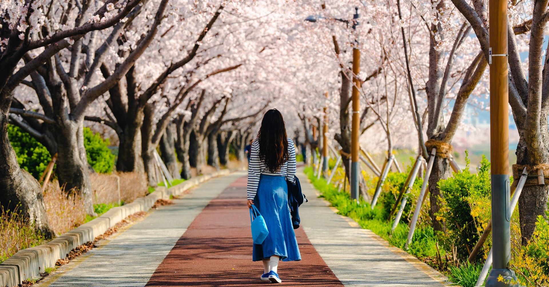 3 Best Places to Enjoy the Cherry Blossom in Busan