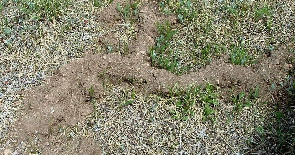 Burrowing Pest Control | OKC, Shawnee, Blanchard