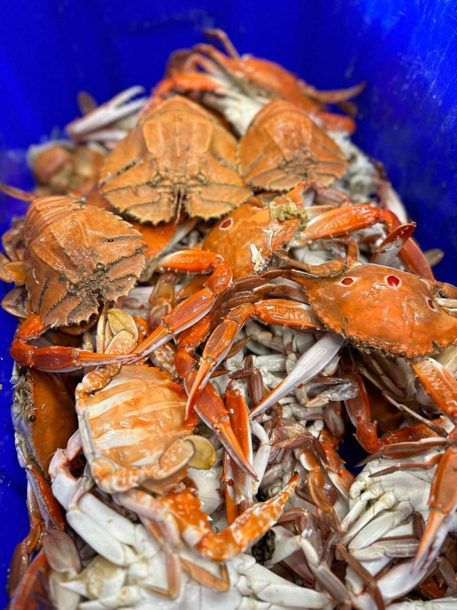Crustaceans in Ballina | Northern Rivers Seafood
