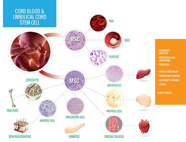 Science Behind Cord Blood